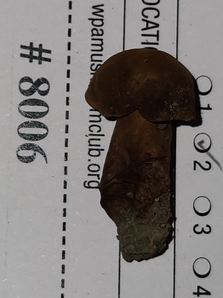 Chestnut Bolete from Allegheny County, US-PA, US on September 24, 2022 ...