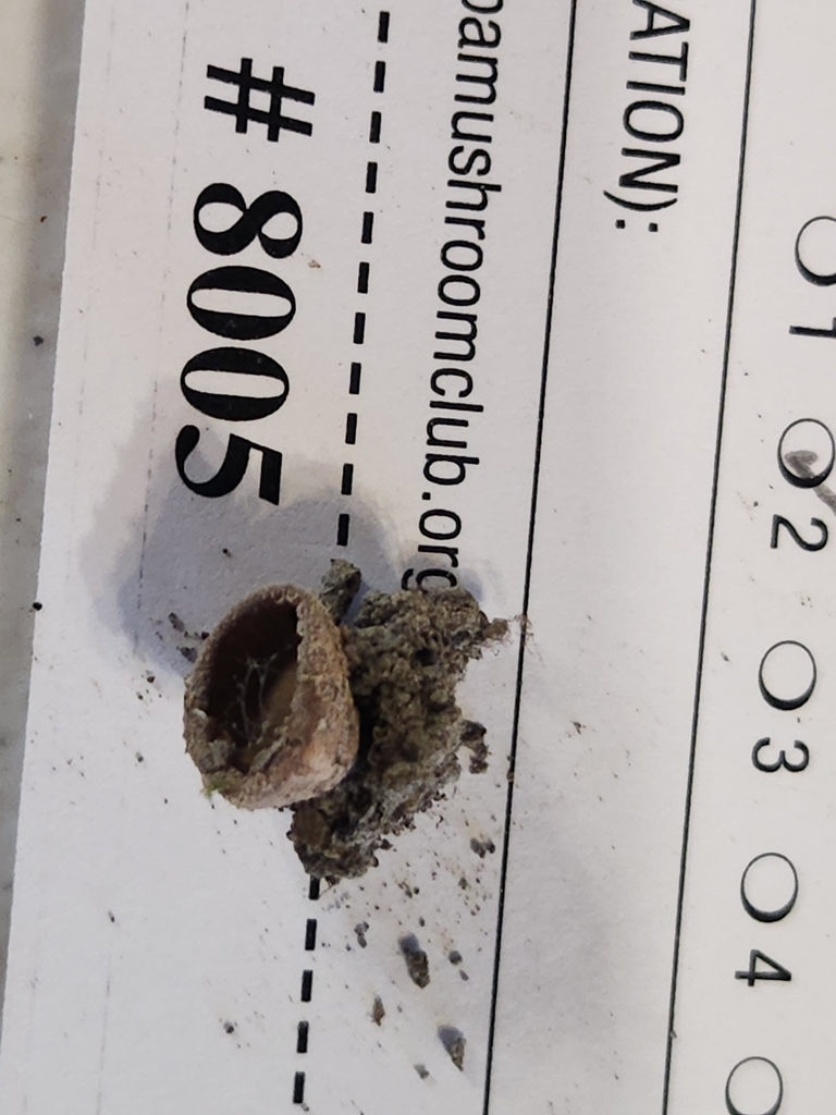 Pezizales from Allegheny County, US-PA, US on September 24, 2022 at 04: ...