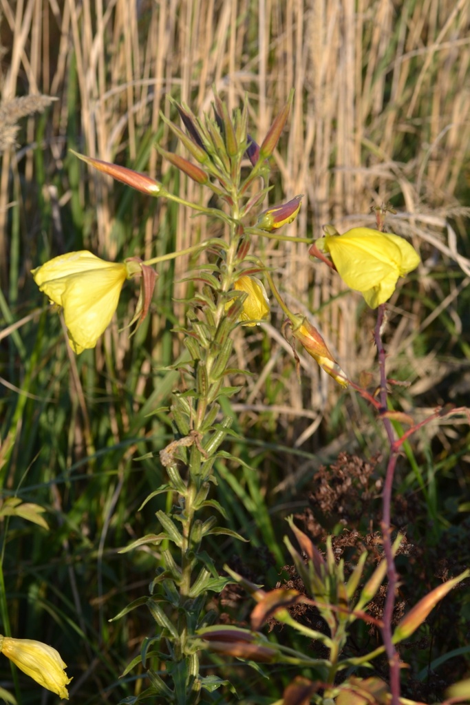 Large-flowered Evening-primrose from 293 01 Mladá Boleslav, Česko on ...