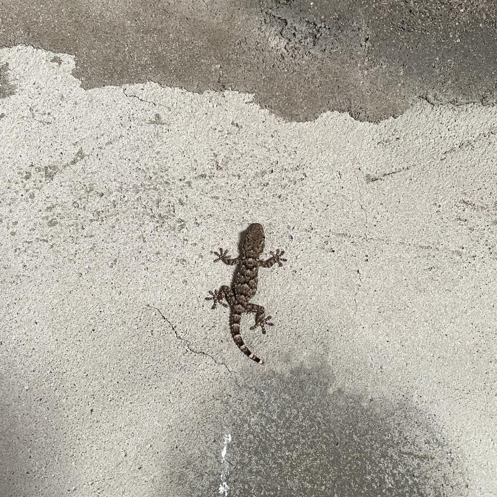 Moorish Gecko from 09040 Villaputzu SU, Italia on September 25, 2022 by ...