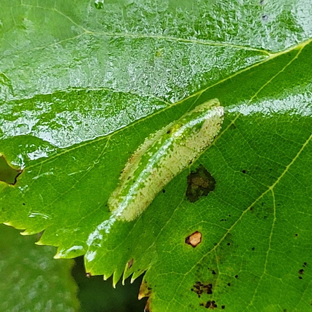 Phyllonorycter issikii from 82441 Ohlstadt, Deutschland on September 25 ...