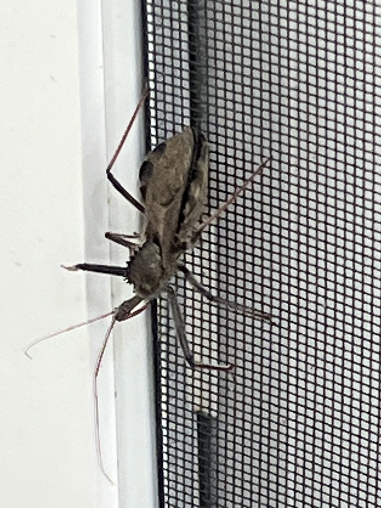North American Wheel Bug from Cromwell Ridge Ct, Parkville, MD, US on ...