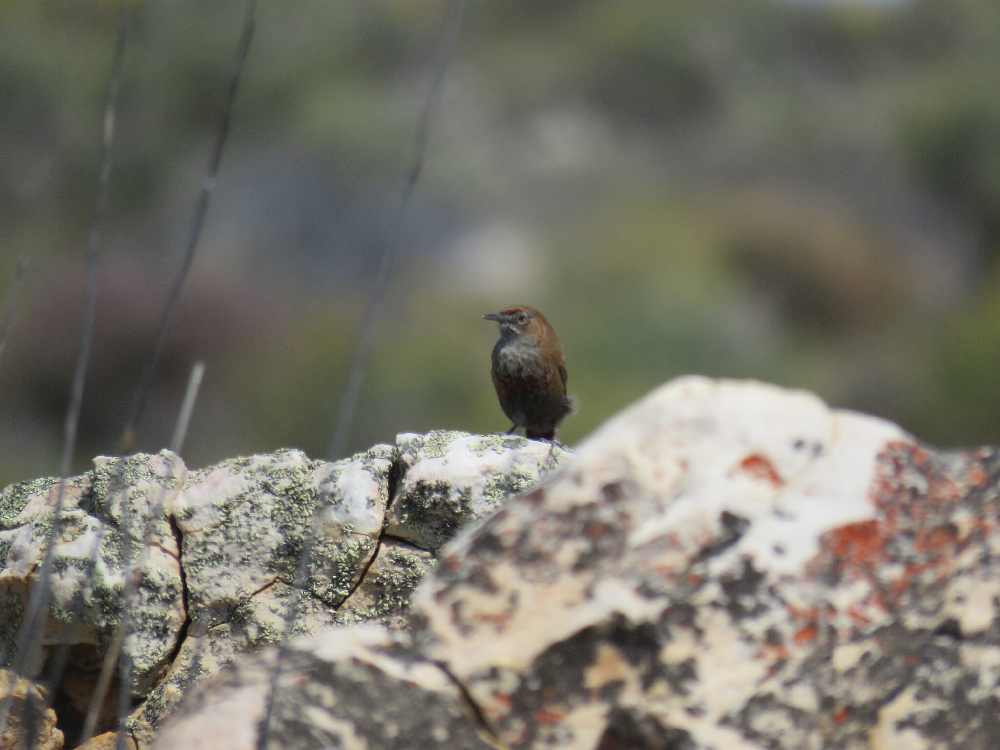 Euryptila Sharpe, 1883