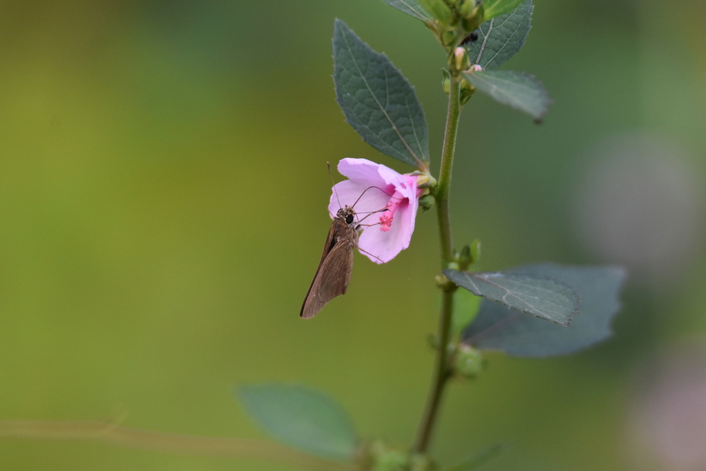 Three-spotted Skipper from Bay Street Park on September 25, 2022 at 09: ...