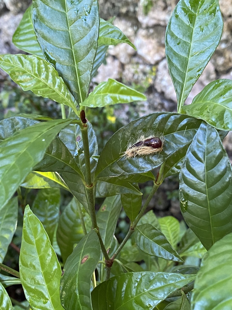 Edwards' Wasp Moth from Deering Estate, Palmetto Bay, FL, US on ...