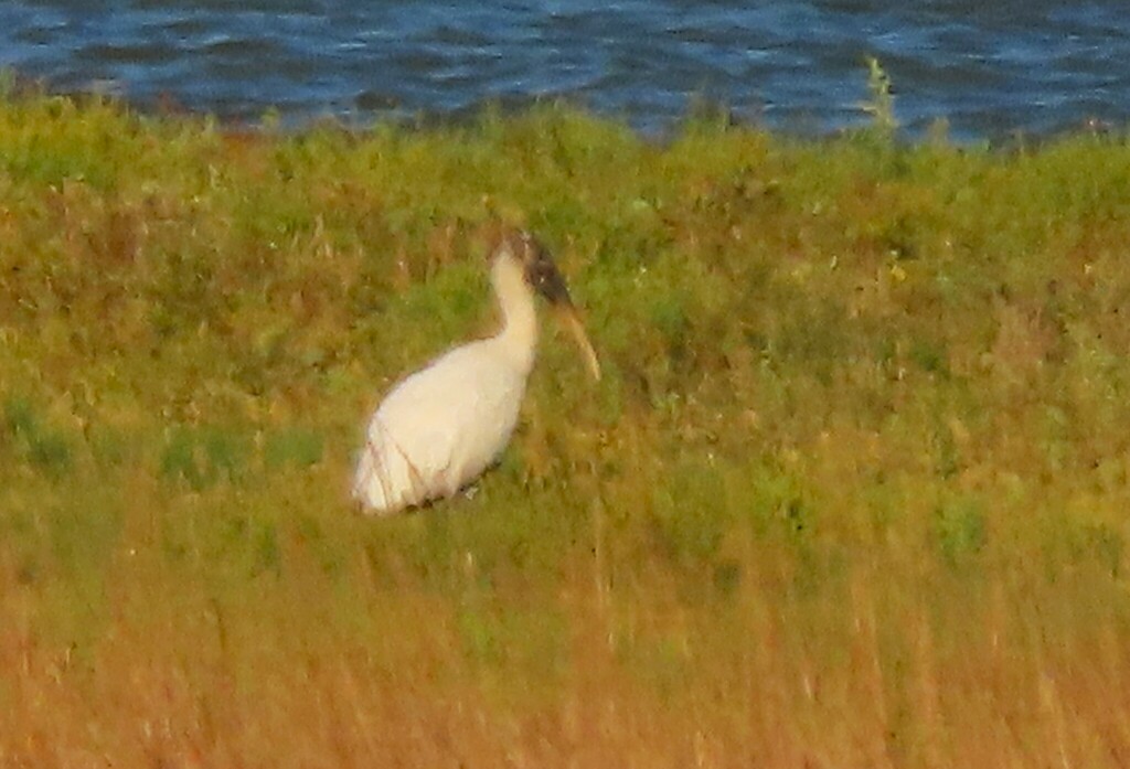 Wood Stork from Aransas County, TX, USA on September 24, 2022 at 06:26 ...