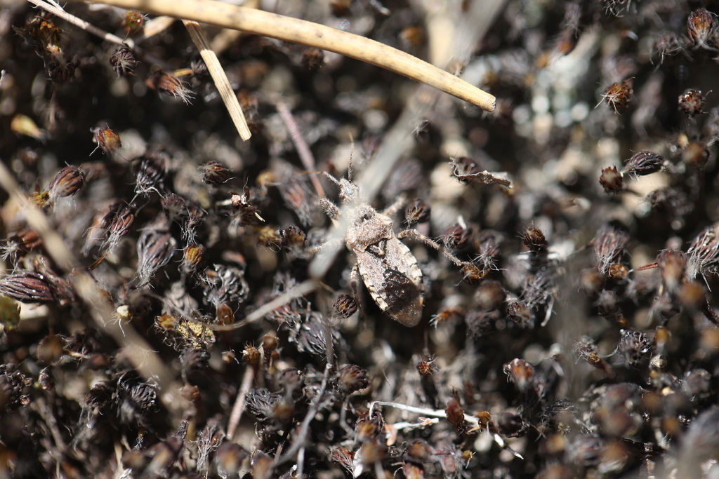 Coranus from Madrid, España on April 21, 2022 at 02:23 PM by Natalia ...