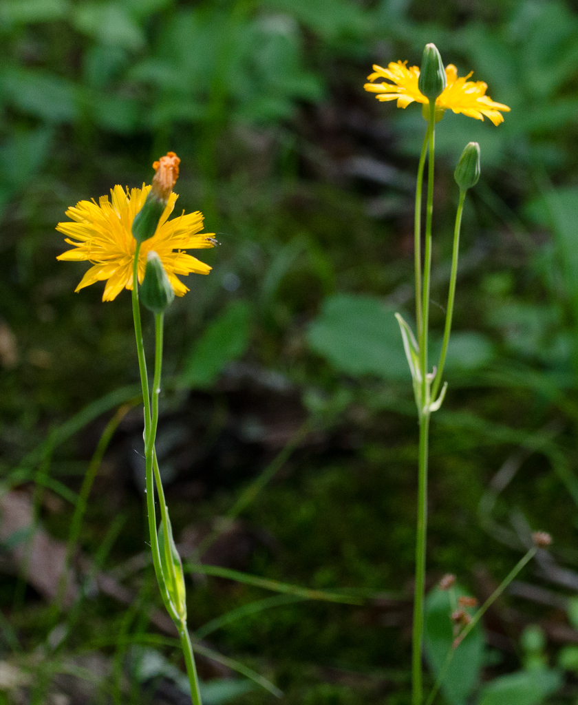 Two-flower Dwarf-dandelion from Butler County, OH, USA on May 30, 2014 ...
