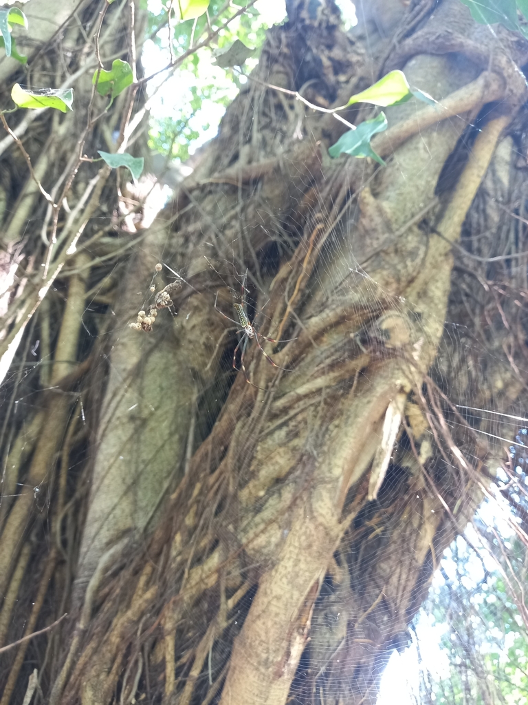 Golden Silk Spider from Puerto Vallarta, Jal., México on September 25 ...