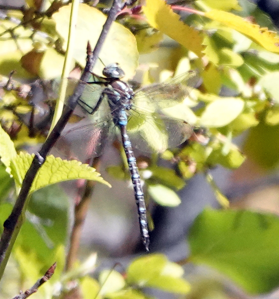 Hawkers and Typical Darners in September 2022 by Nic Korte · iNaturalist