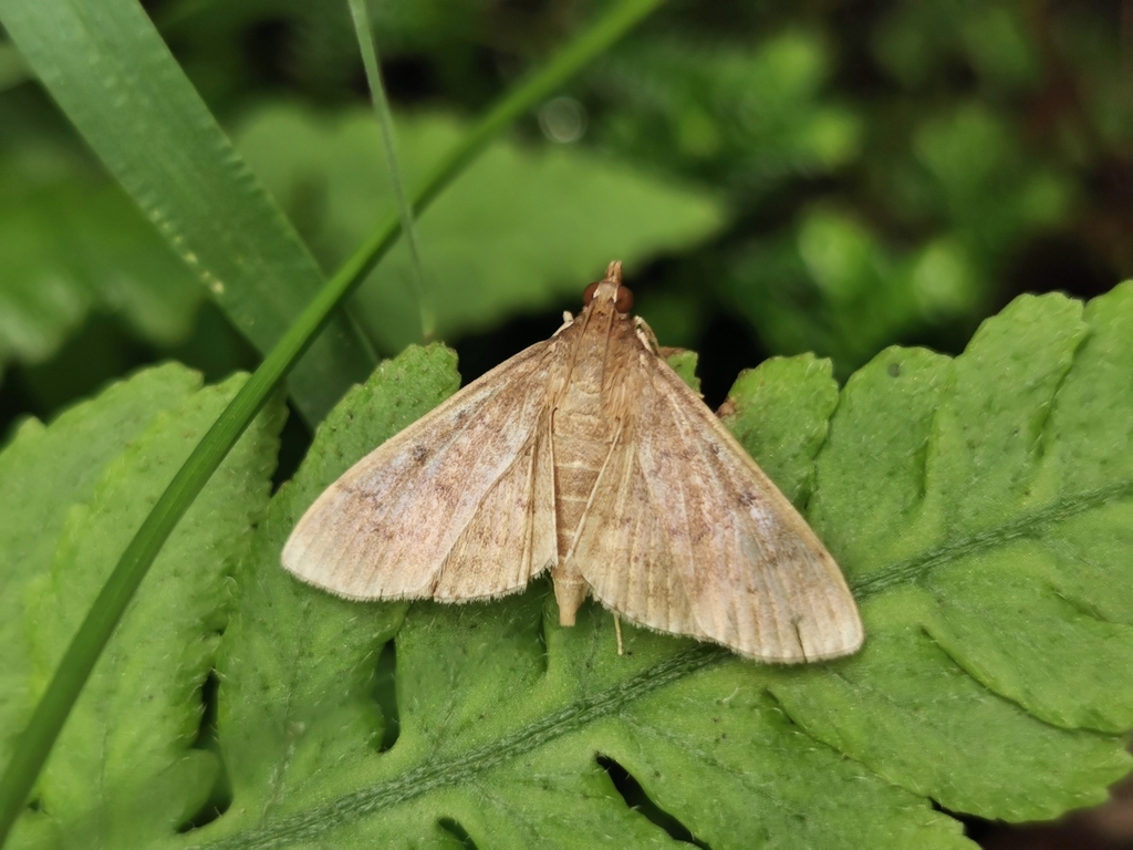Grass Webworm Moth from Água de Alto, 9680, Portugal on September 25 ...