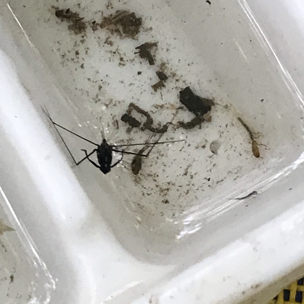 Metrobates hesperius from Fairfax County, VA, USA on September 25, 2022 ...