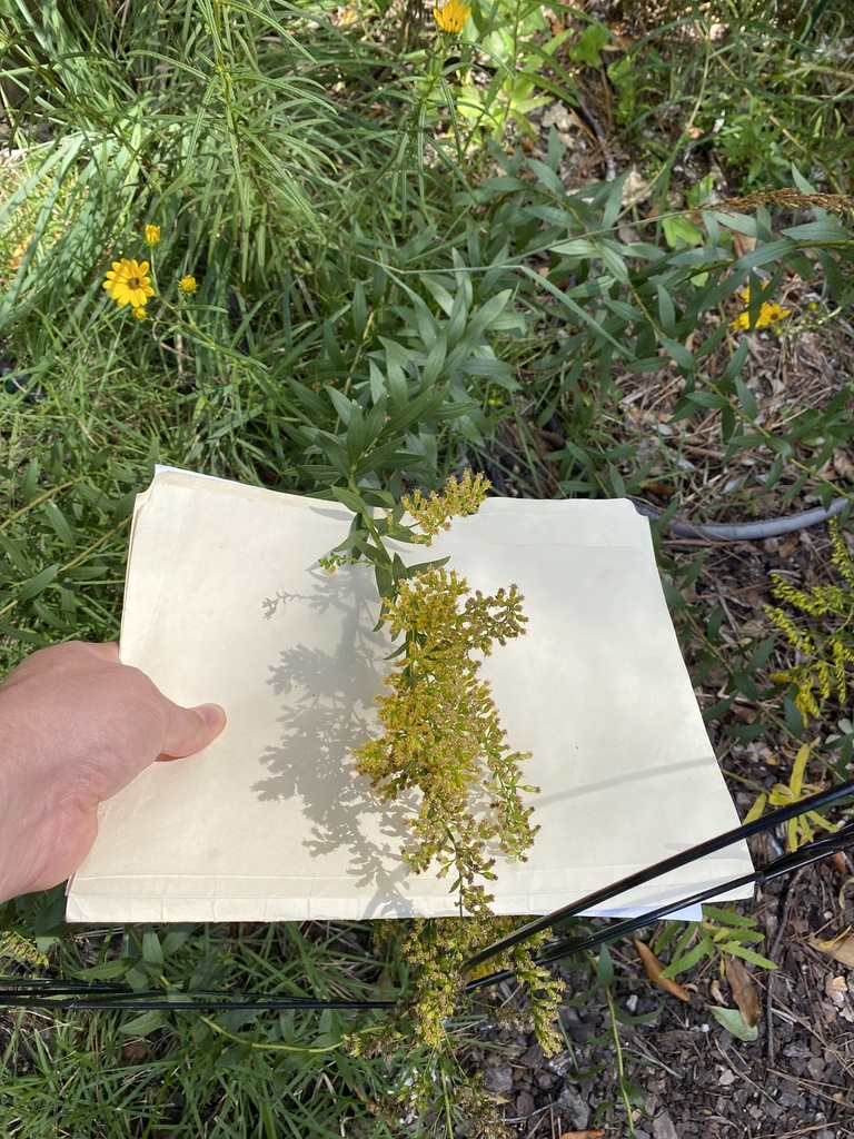 Short's goldenrod in September 2022 by jonbrock · iNaturalist
