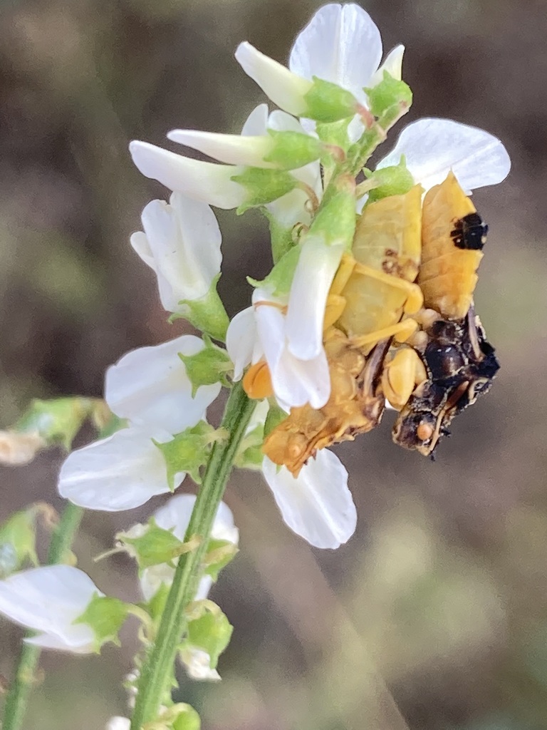 Jagged Ambush Bugs from Andover, MN 55304, USA on September 21, 2022 at ...