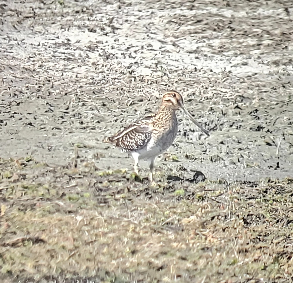 Wilson's Snipe from Cherokee, KS 66724, USA on September 25, 2022 at 10 ...