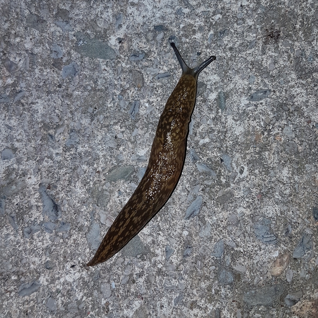 Yellow Cellar Slug from CNRS, 34090 Montpellier, France on 21 September ...