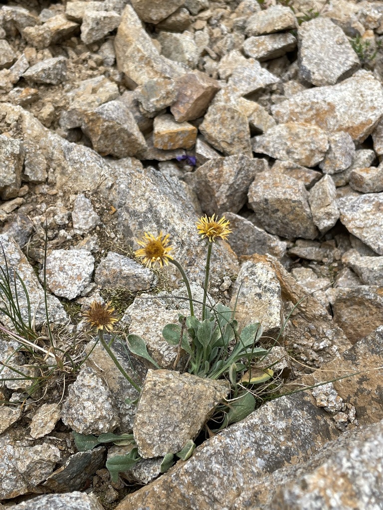 Alpine Yellow Fleabane from Chelan, Washington, United States on ...