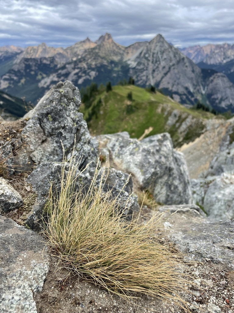 little ricegrass from Chelan, Washington, United States on September 4 ...