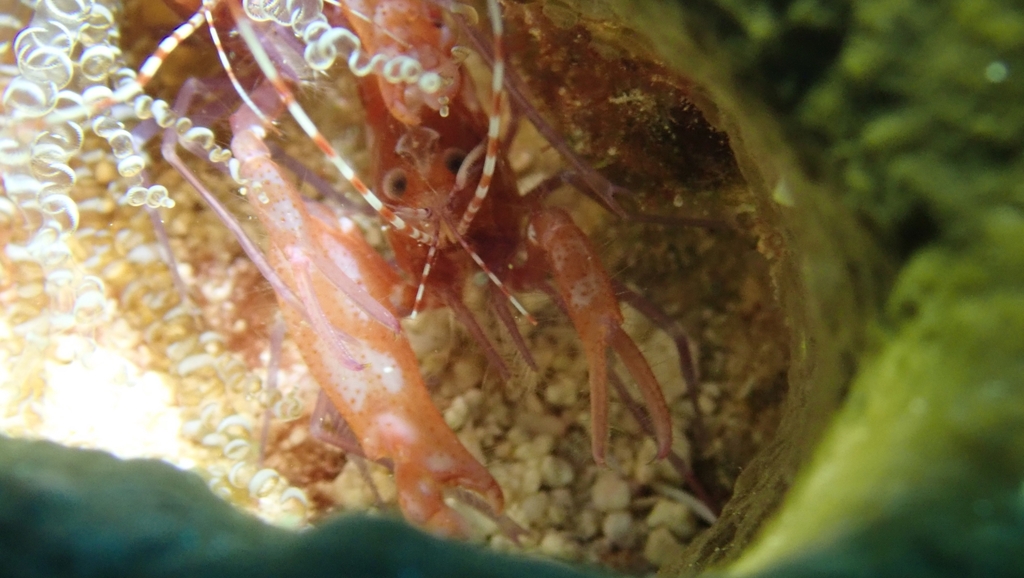 Red Snapping Shrimp from Puerto Morelos on September 15, 2022 at 11:16 ...