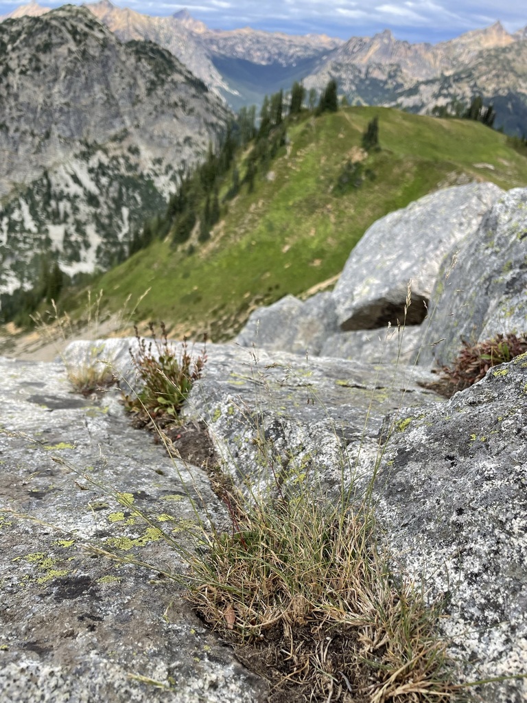 Alaska Bluegrass from Chelan, Washington, United States on September 4 ...