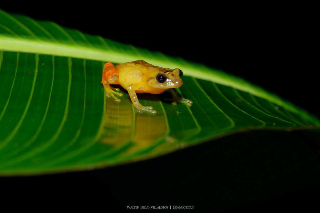 Montane Dink Frog from Provincia de Puntarenas, Monteverde, Costa Rica ...