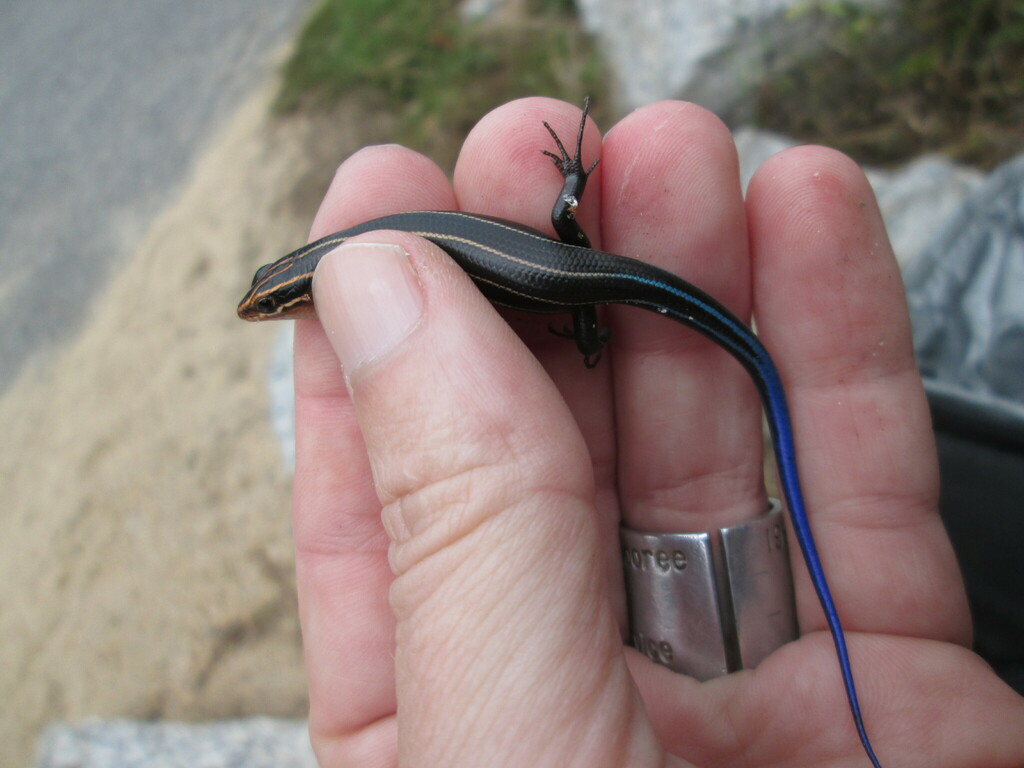 Southeastern Five-lined Skink from Alexander County, NC, USA on ...