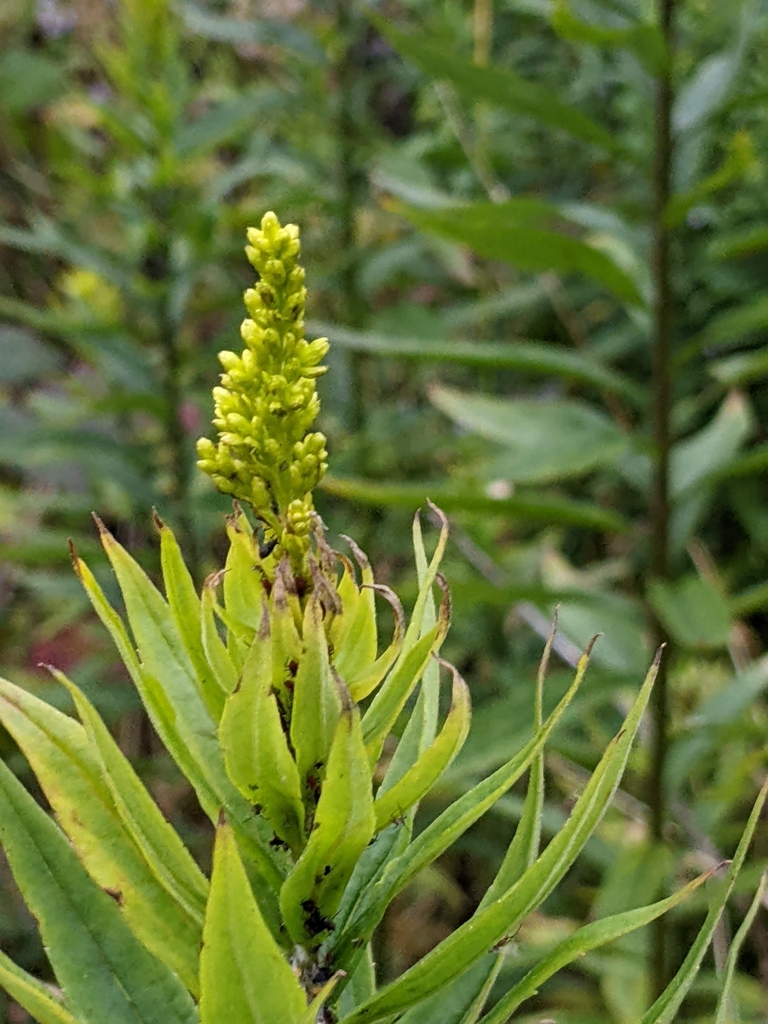 tall goldenrod from Bryson City, NC 28713, USA on September 25, 2022 at ...