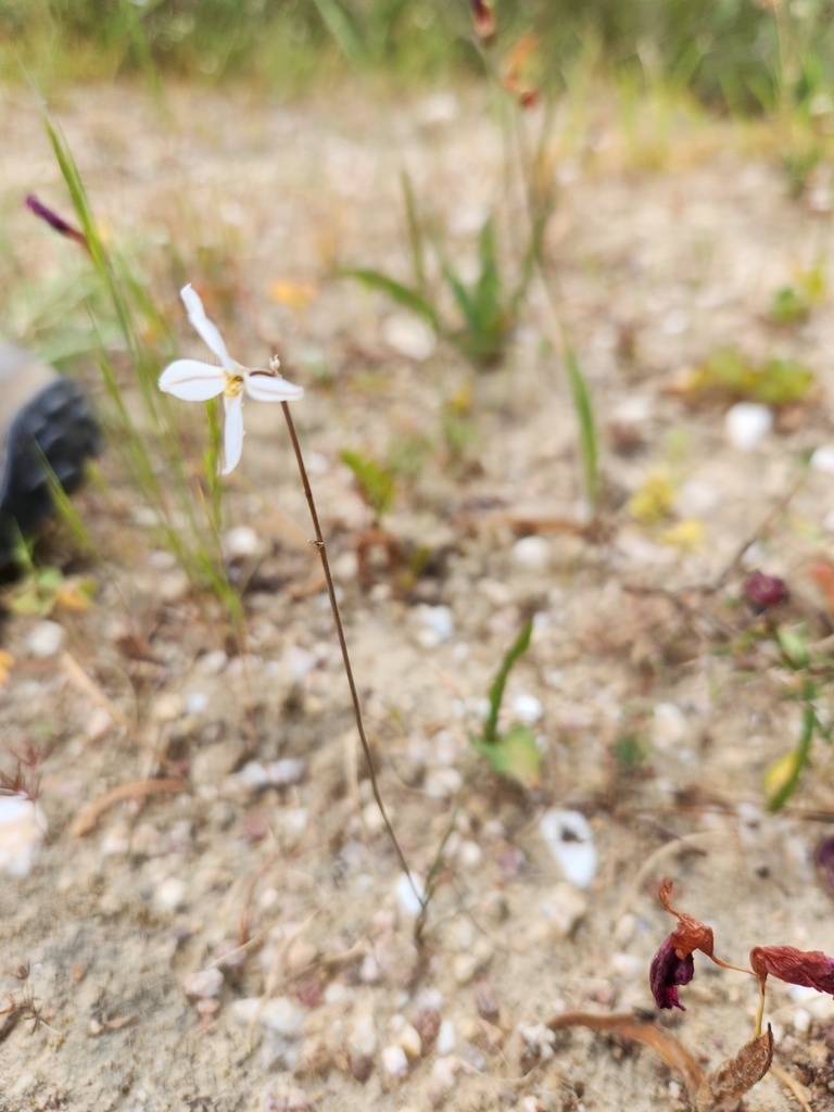 Capespinachs from Tulbagh, 6820, South Africa on September 25, 2022 at ...