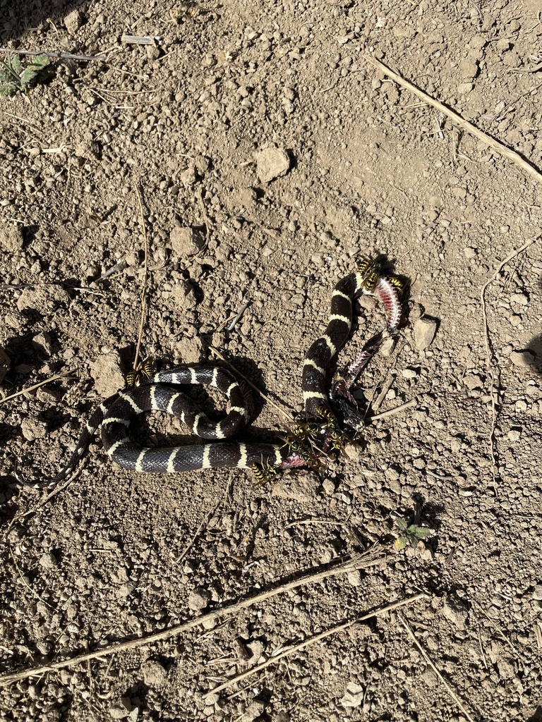 California King Snake from Wood Ranch Trailhead, Simi Valley, CA, US on ...