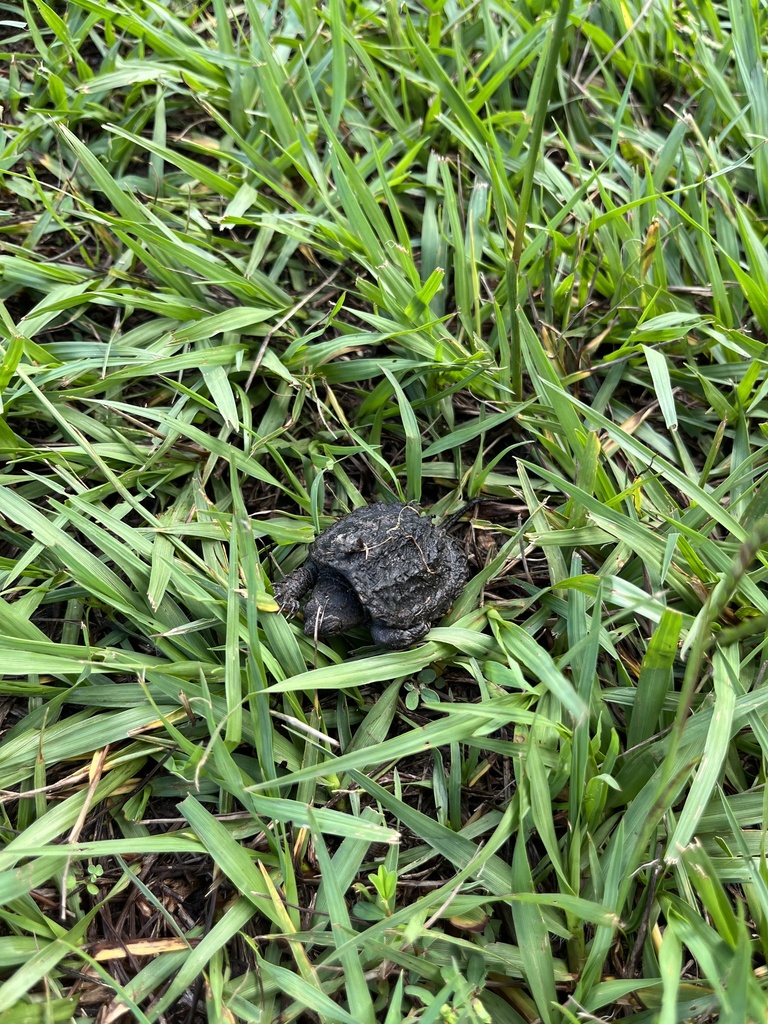 Common Snapping Turtle from Racine Dr, Wilmington, NC, US on August 30 ...