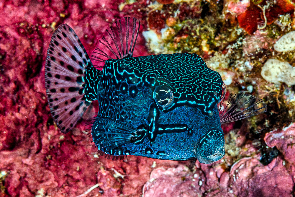 Striped Boxfish from Dalaleng, East Nusa Tenggara, Indonesia on July 27 ...
