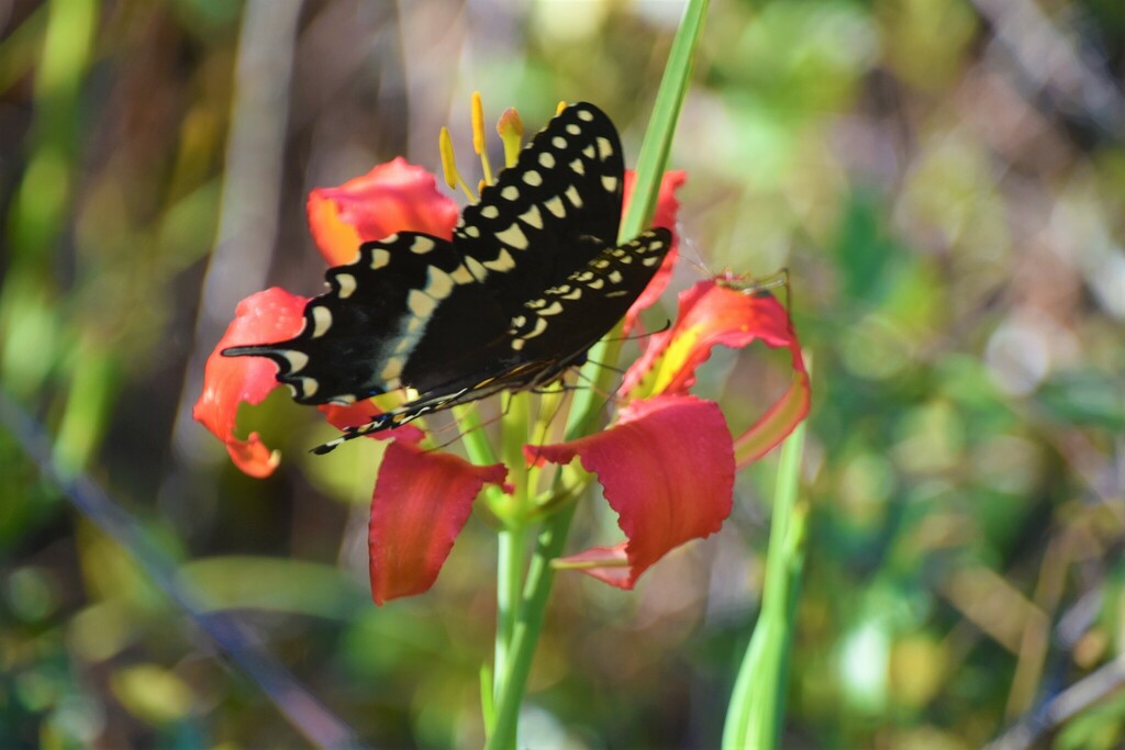 Palamedes Swallowtail from Poinciana, FL, USA on September 24, 2022 at ...