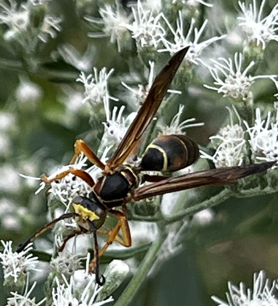 Dark Paper Wasp from Great Oak Dr, Annapolis, MD, US on September 25 ...