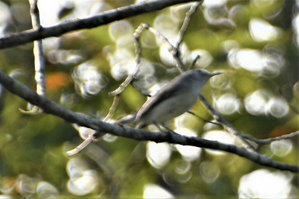 Blue-gray Gnatcatcher from Florida, US on September 24, 2022 by Tom ...