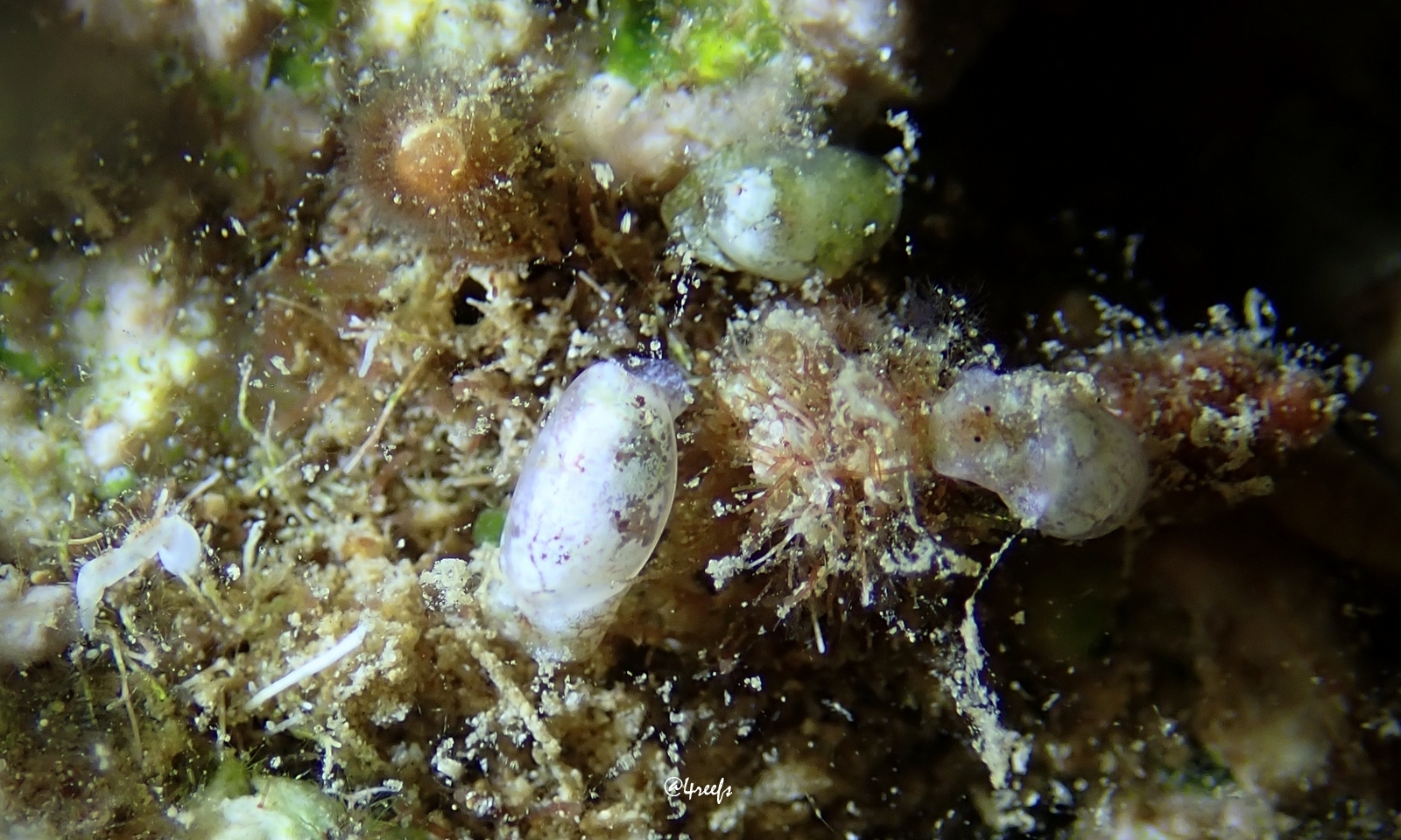 Diniatys dentifer (A.Adams, 1850)