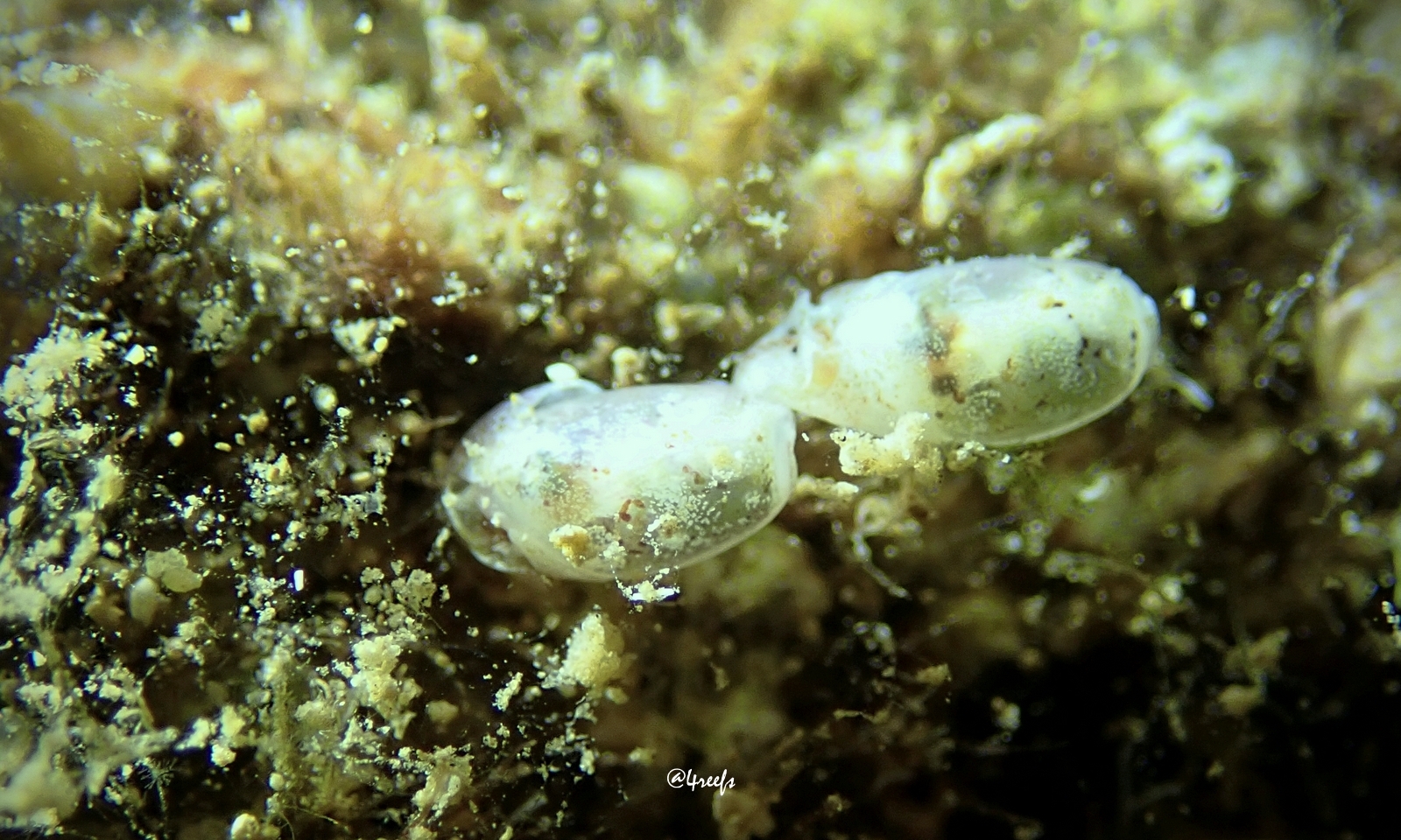 Diniatys dentifer (A.Adams, 1850)