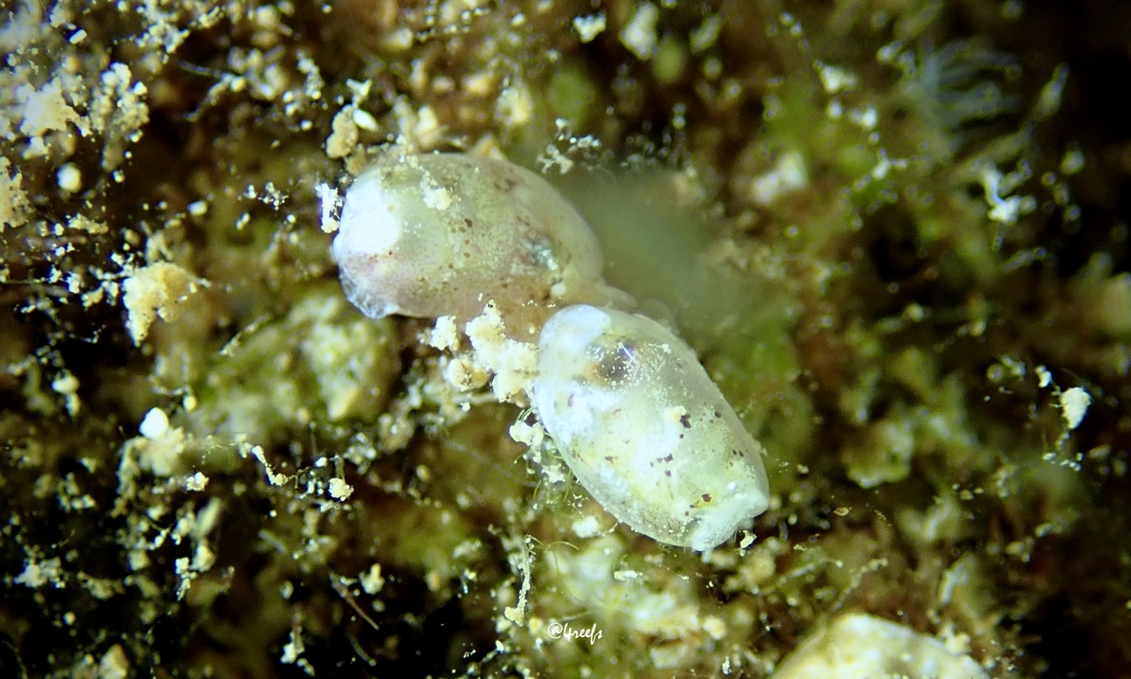 Diniatys dentifer (A.Adams, 1850)