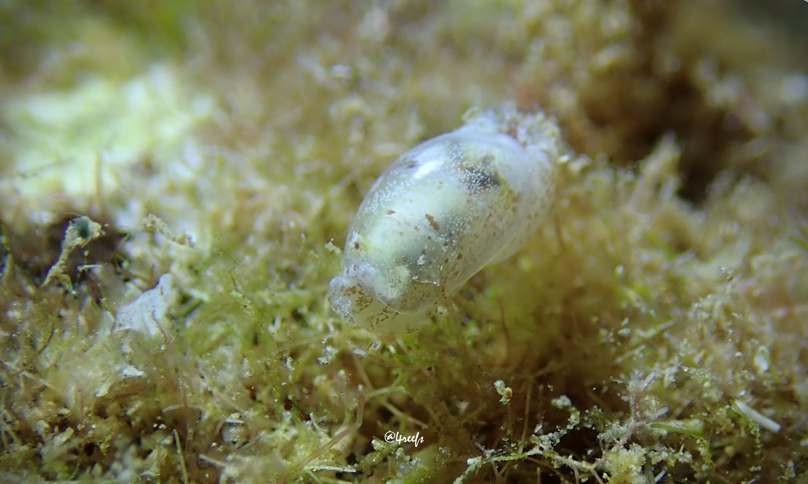 Diniatys dentifer (A.Adams, 1850)