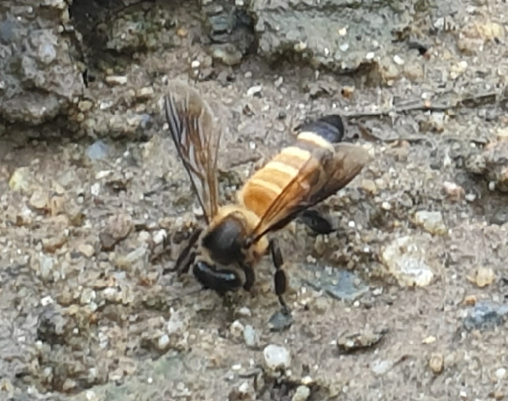 Giant Honey Bee from CW78+R29, Chiang Dao, Chiang Dao District, Chiang ...