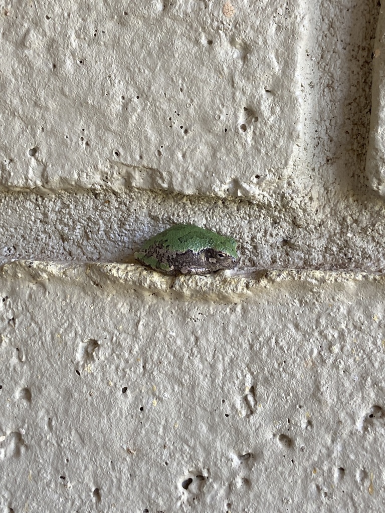 Cope's Gray Treefrog from Mesa Trail, Edmond, OK, US on September 25 ...