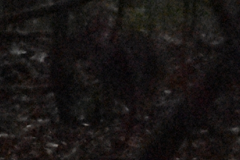 Neotragus moschatus (Von Dueben, 1846)