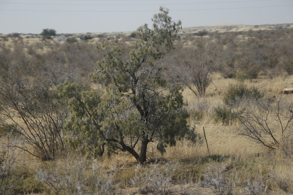 Wild Tamarisk from B1 Tses to Keetmanshoop, Namibia on August 24, 2022 ...