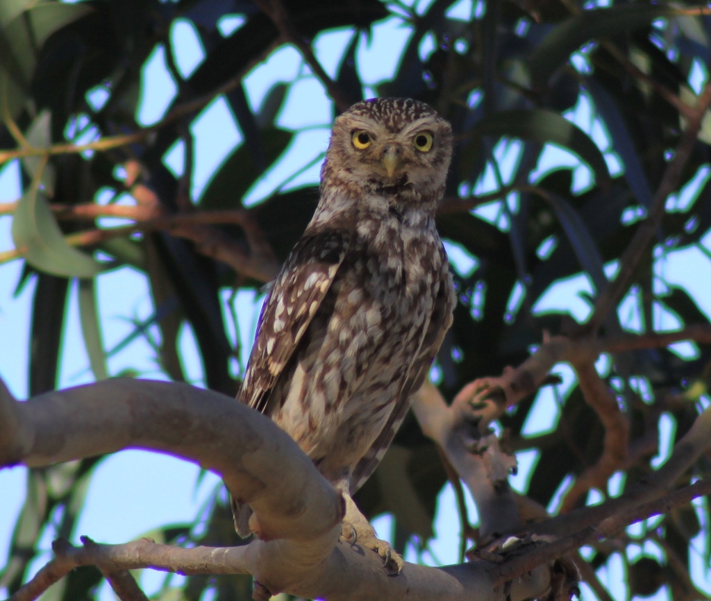 Little Owl from Serra de Montejunto ,Portugal on June 23, 2017 at 08:50 ...