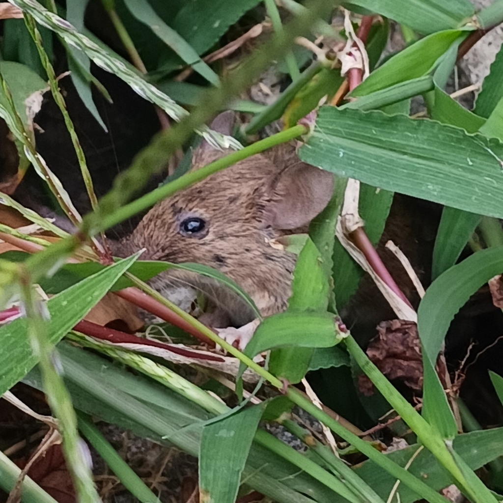 Typical Old World Mice from Upper Canal, Indianapolis, IN 46202, États ...