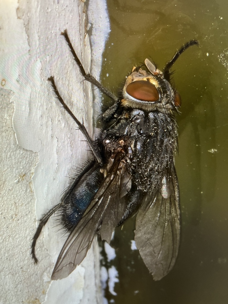 Blue Blowfly from Dzūkija National Park, Žiogeliai, Alytus Region, LT ...