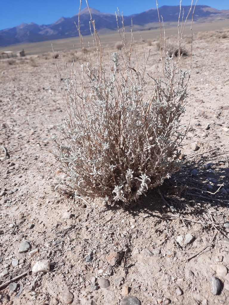 Winterfat from White Pine County, US-NV, US on September 25, 2022 at 11 ...