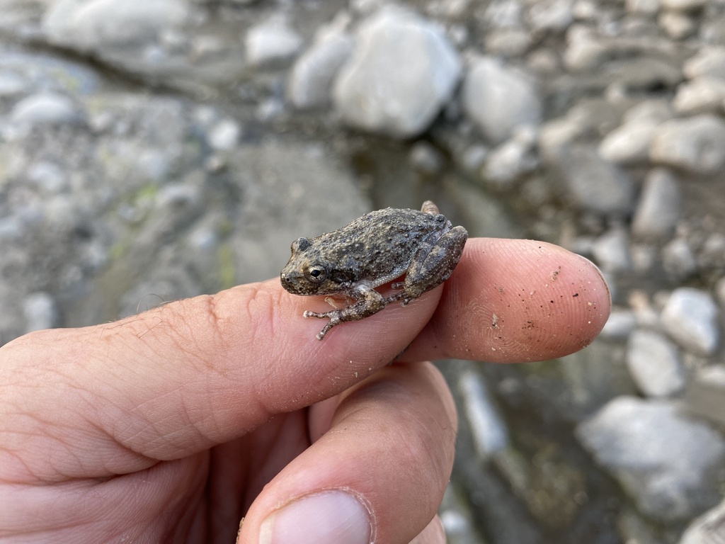 California Tree Frog from Sand to Snow National Monument, Whitewater ...