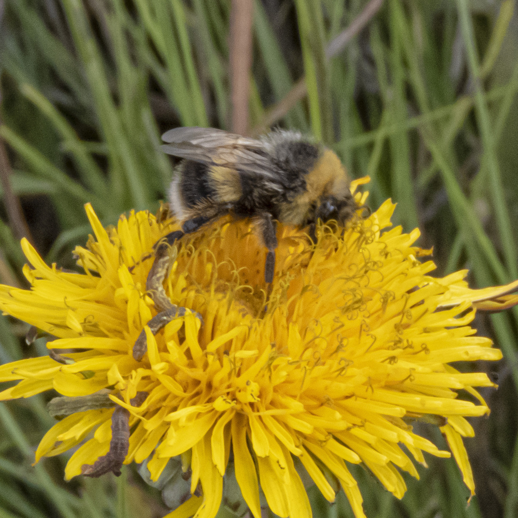 White-tailed Bumble Bee from Bláskógabyggð, Iceland on September 2 ...