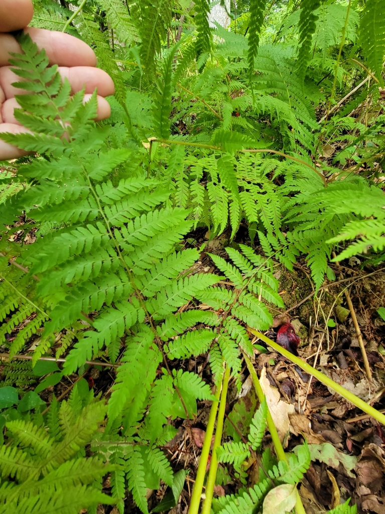 southern lady fern from Nantucket, MA 02554, USA on September 25, 2022 ...