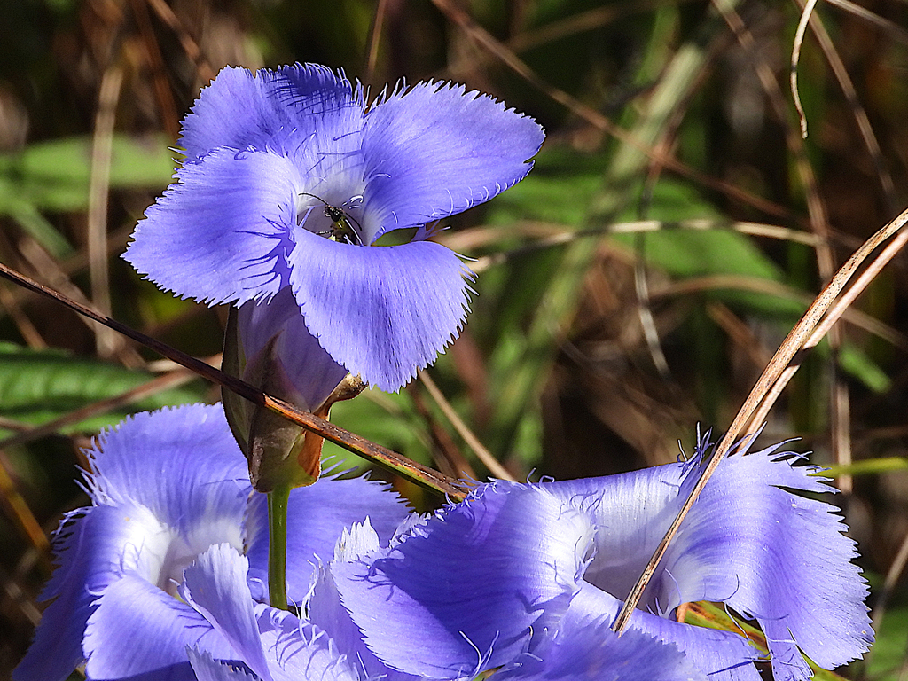 lesser fringed gentian from Jackson, Michigan, United States on ...